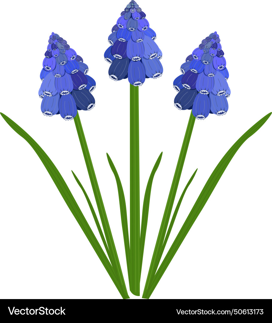 Hyacinth grape flowers Royalty Free Vector Image