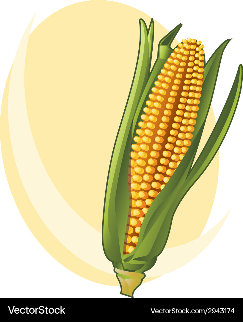 Corn Royalty Free Vector Image - VectorStock