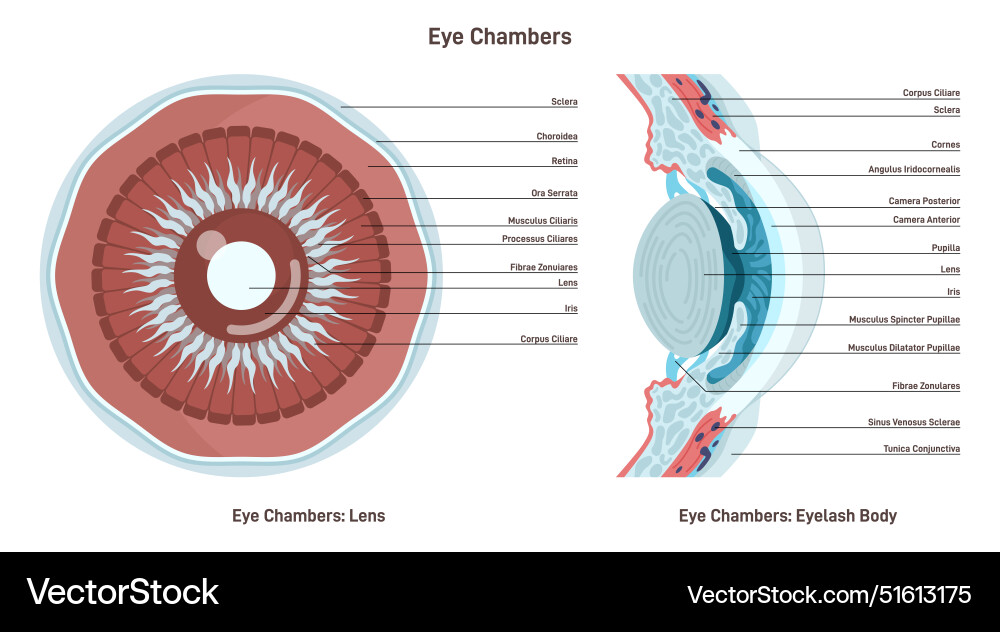 Human eye anatomy vision eyeball front segment Vector Image