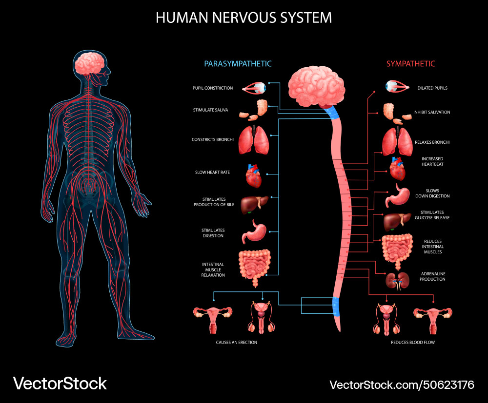 Human nervous system background Royalty Free Vector Image