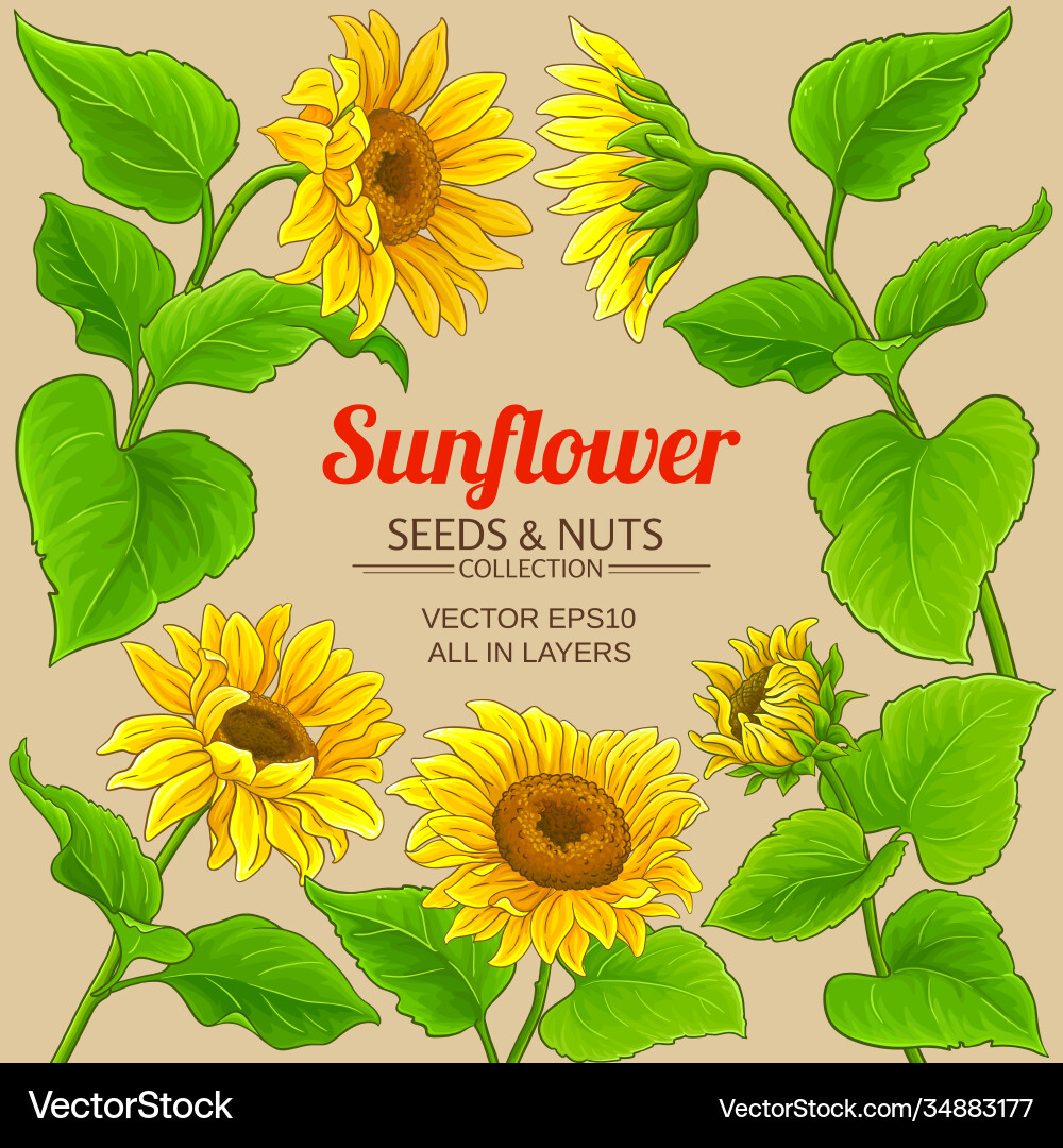 Sunflower frame Royalty Free Vector Image - VectorStock