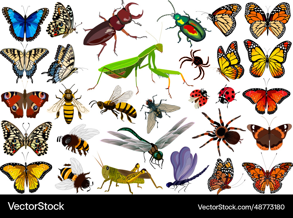 Vibrant Insect Collection Royalty Free Vector Image