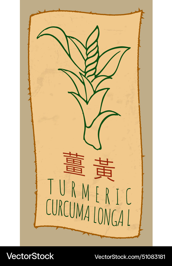 Drawing turmeric in chinese hand drawn Royalty Free Vector