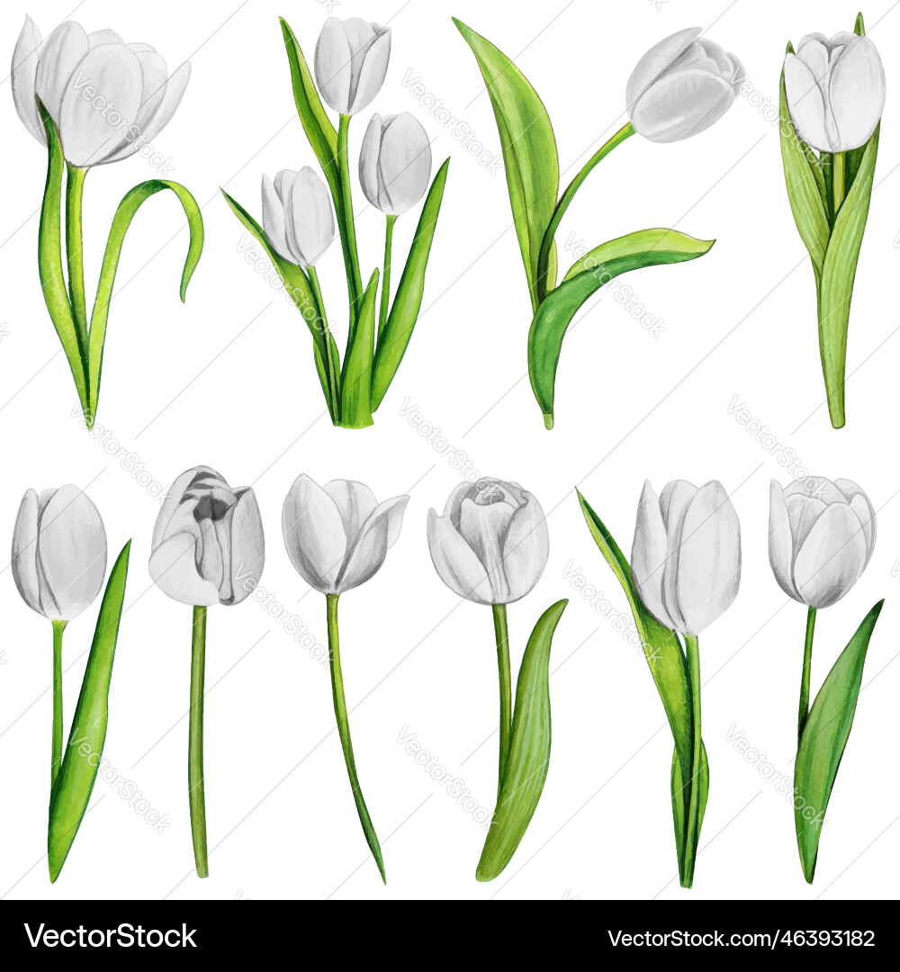 Aquarell Hand gezogen bunte Tulpe Lizenzfreies Vektorbild