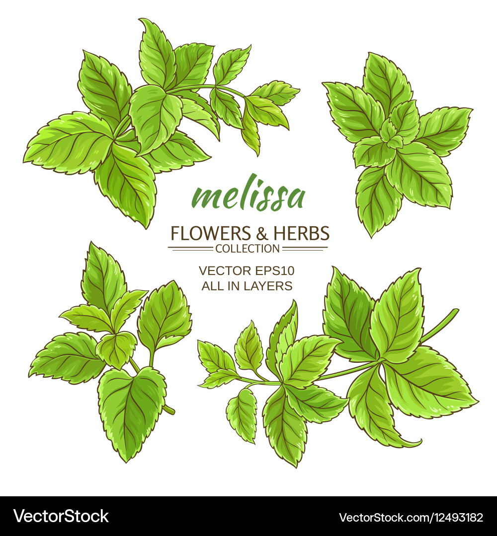 Melissa set Royalty Free Vector Image - VectorStock