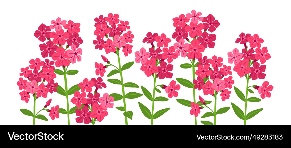 Drawing garden flowers phlox Royalty Free Vector Image