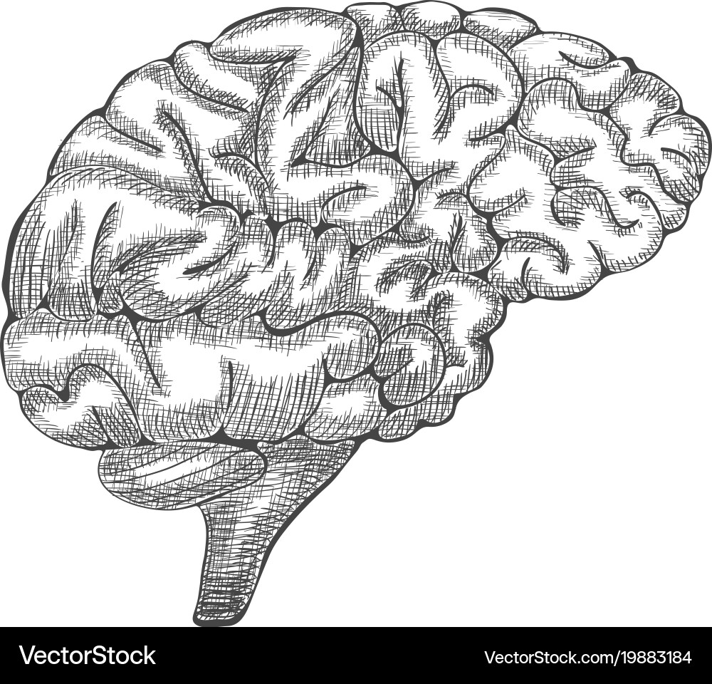 Engraving brain hand drawn Royalty Free Vector Image