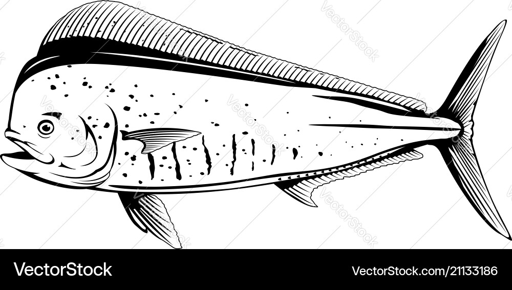 Fish Pompano Vector Images (27)