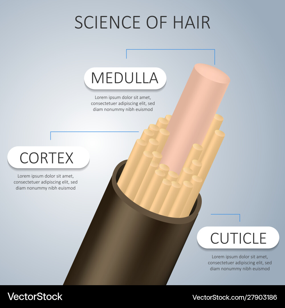 Science hair anatomical training poster Royalty Free Vector