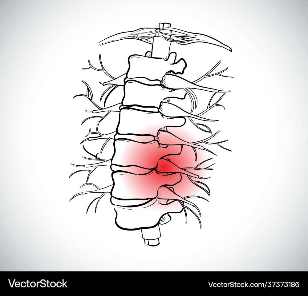Skeleton line drawing human head Royalty Free Vector Image