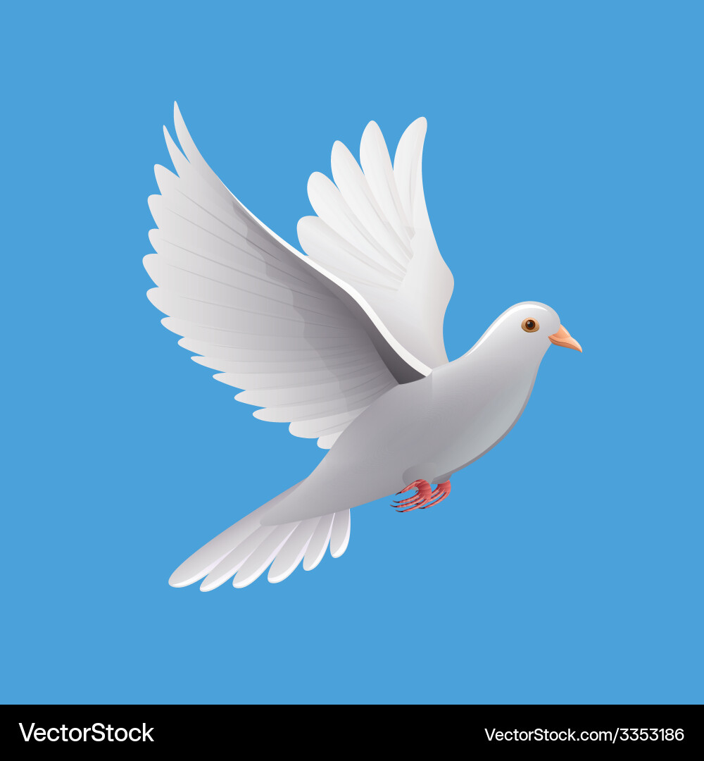 White Dove Realistic Vector Images (over 500)