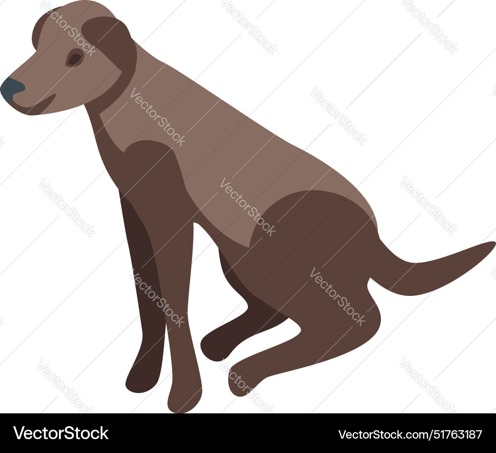 Brown labrador retriever sitting posing Royalty Free Vector
