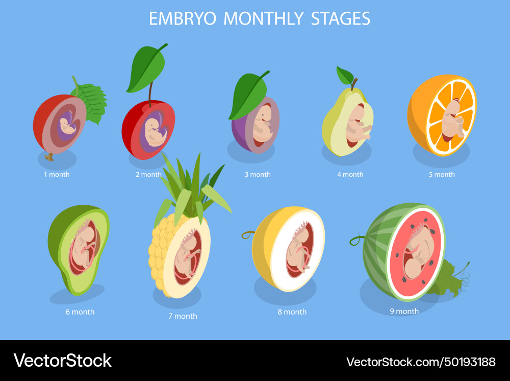 3d isometric flat of embryo Royalty Free Vector Image