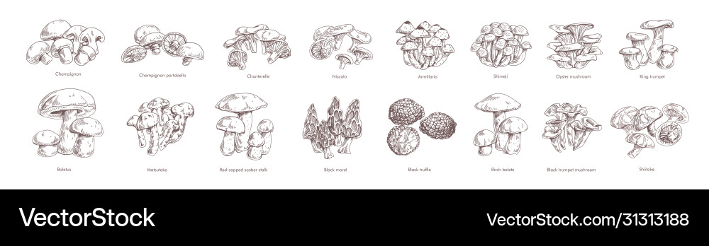 Different Types of Fungi Drawing Isolated Vector Images (36)