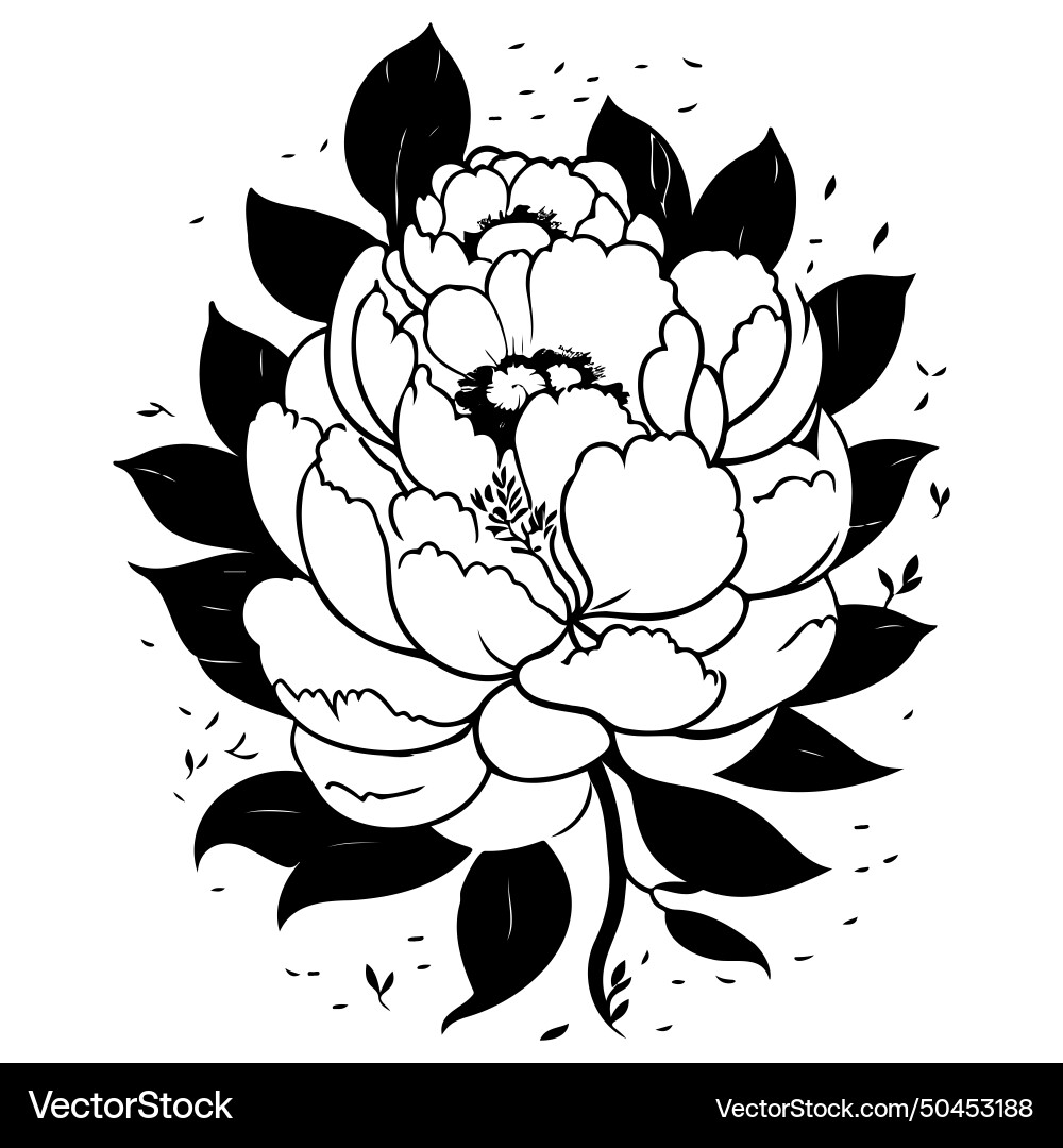 Doodle peony spring summer flowers sketch hand Vector Image