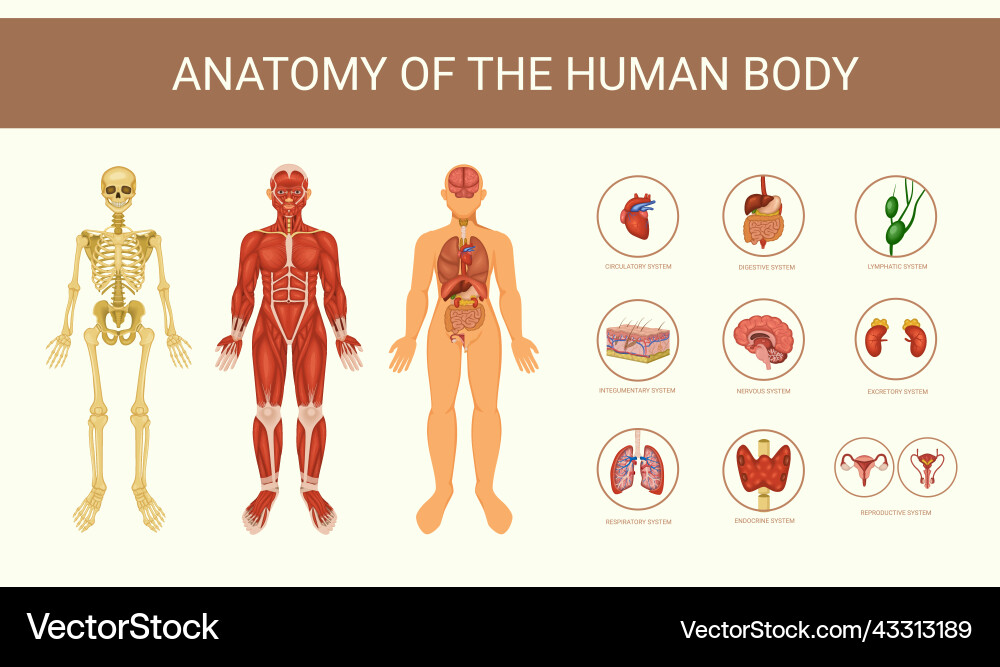 Human Anatomy & Body Systems Poster Royalty Free Vector