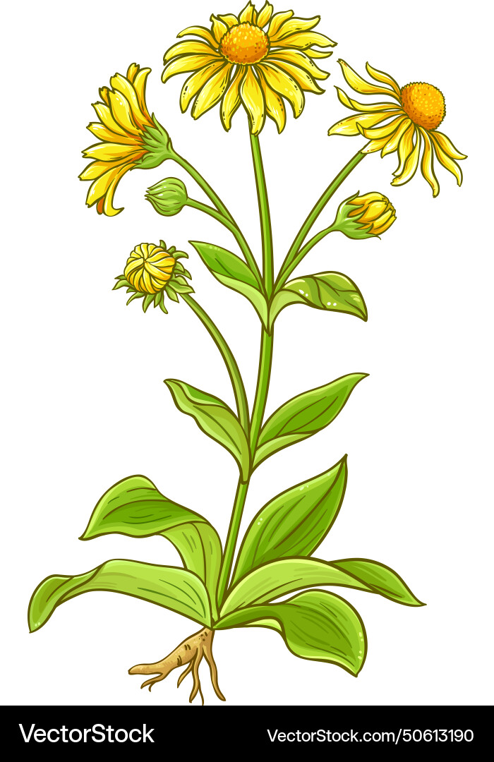 Arnica plant colored detailed Royalty Free Vector Image