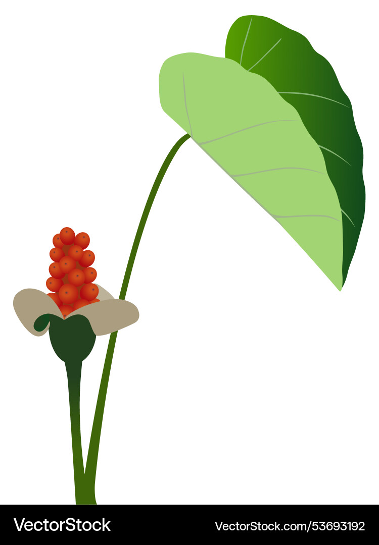 Berries of taro plant with leaf Royalty Free Vector Image
