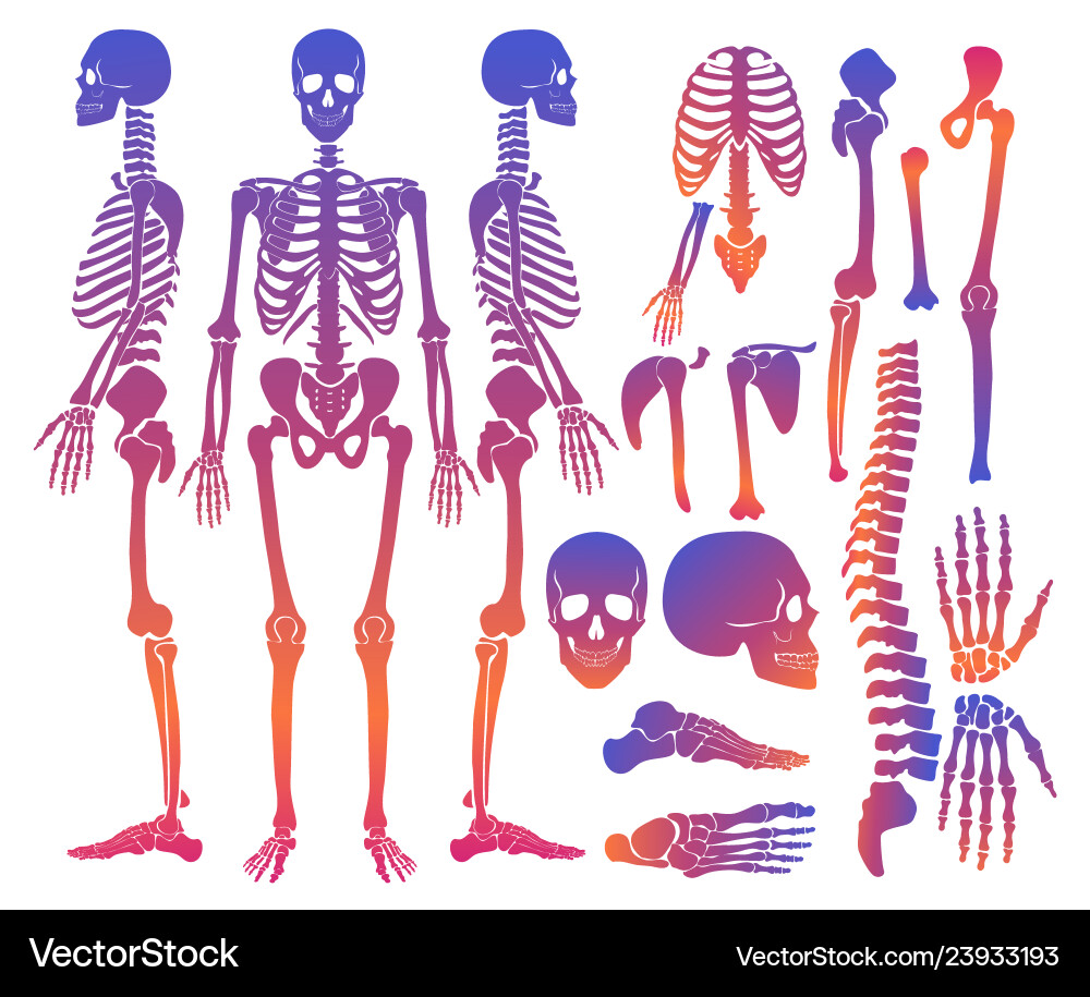 Human Skeleton Collection - Anatomical Set Vector Image