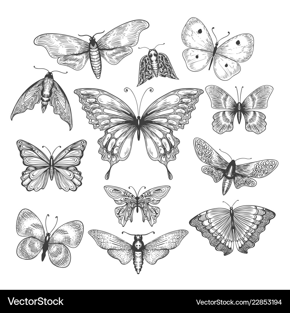 Mariposa Vector Images (over 230)