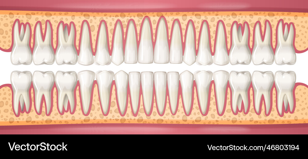 Human dental anatomy concept Royalty Free Vector Image