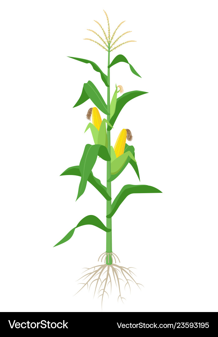 Maize plant isolated on white background Vector Image