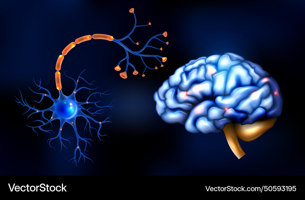 Realistic brain set Royalty Free Vector Image - VectorStock
