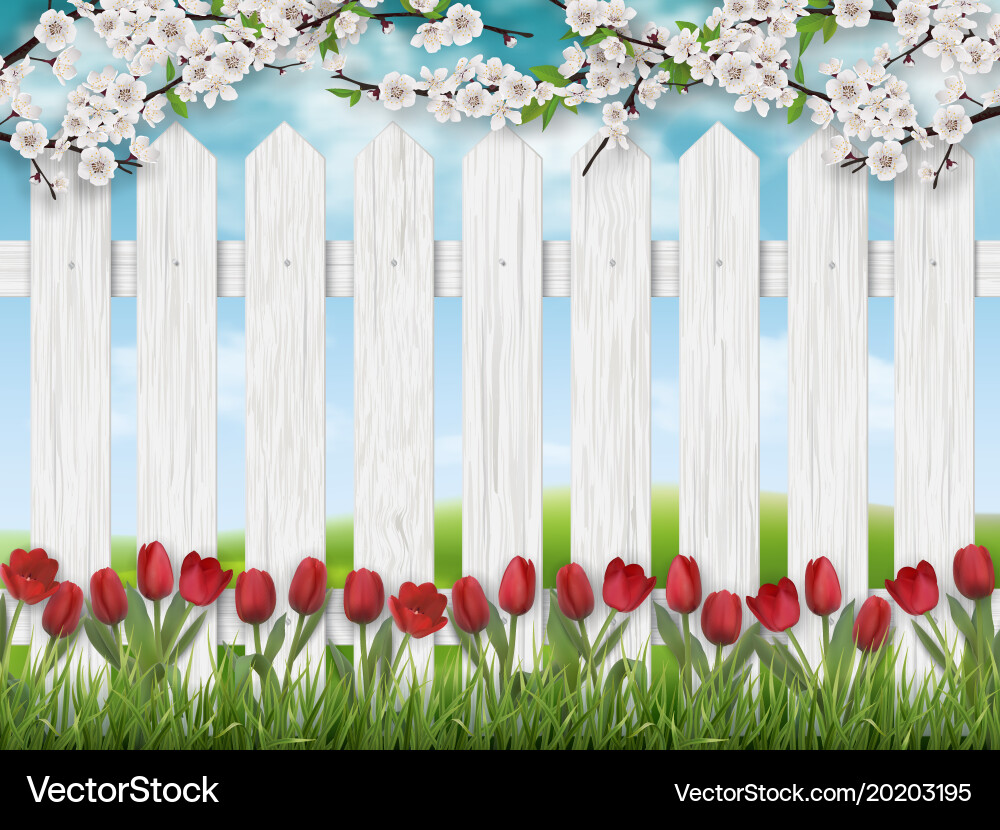 Spring Tulip Landscape with White Fence Royalty Free Vector