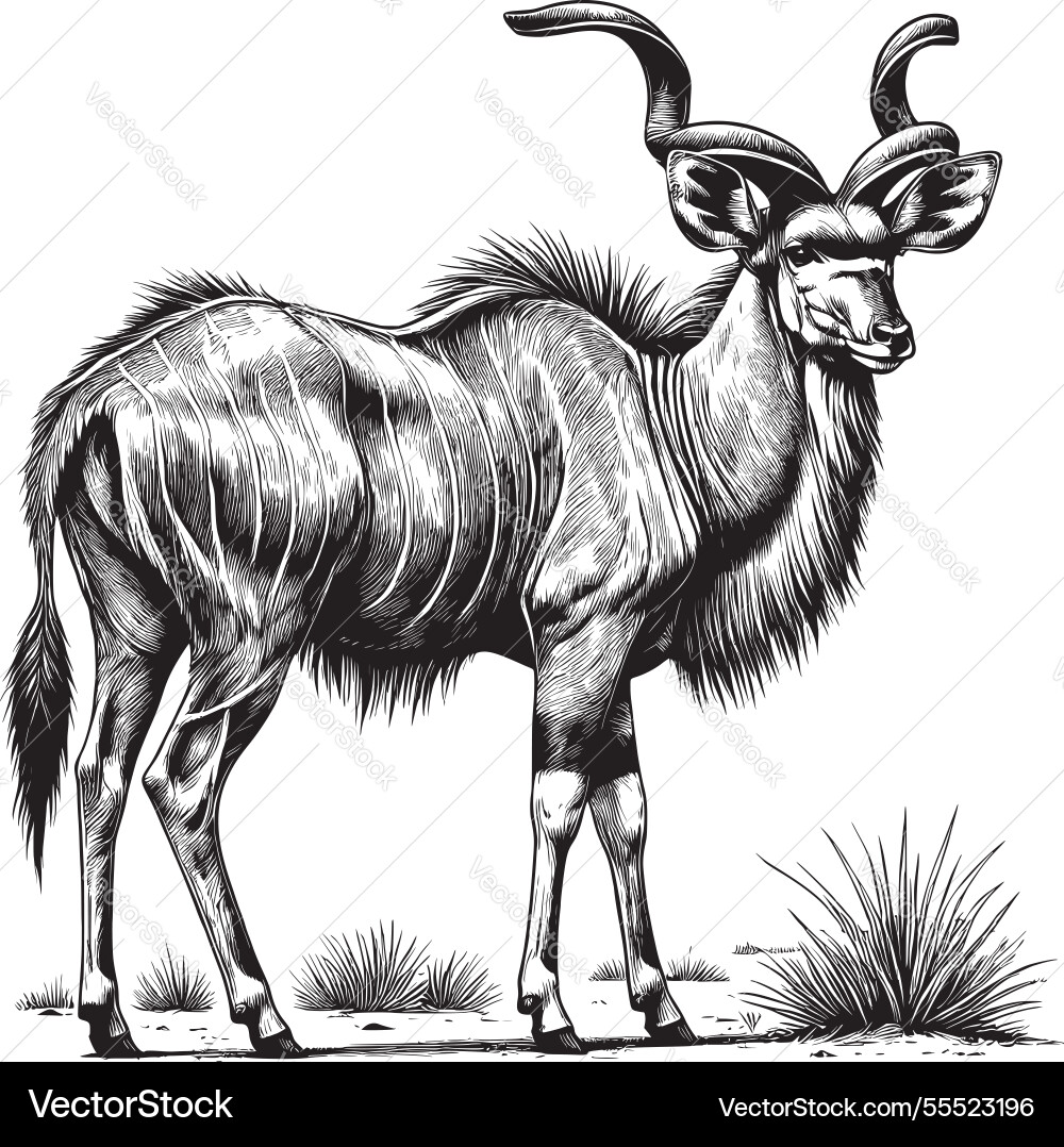 Kudu Royalty Free Vector Image - VectorStock