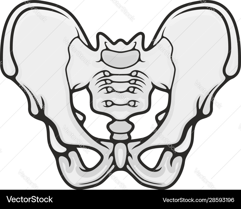 Pelvis bones skeleton anatomy icon Royalty Free Vector Image