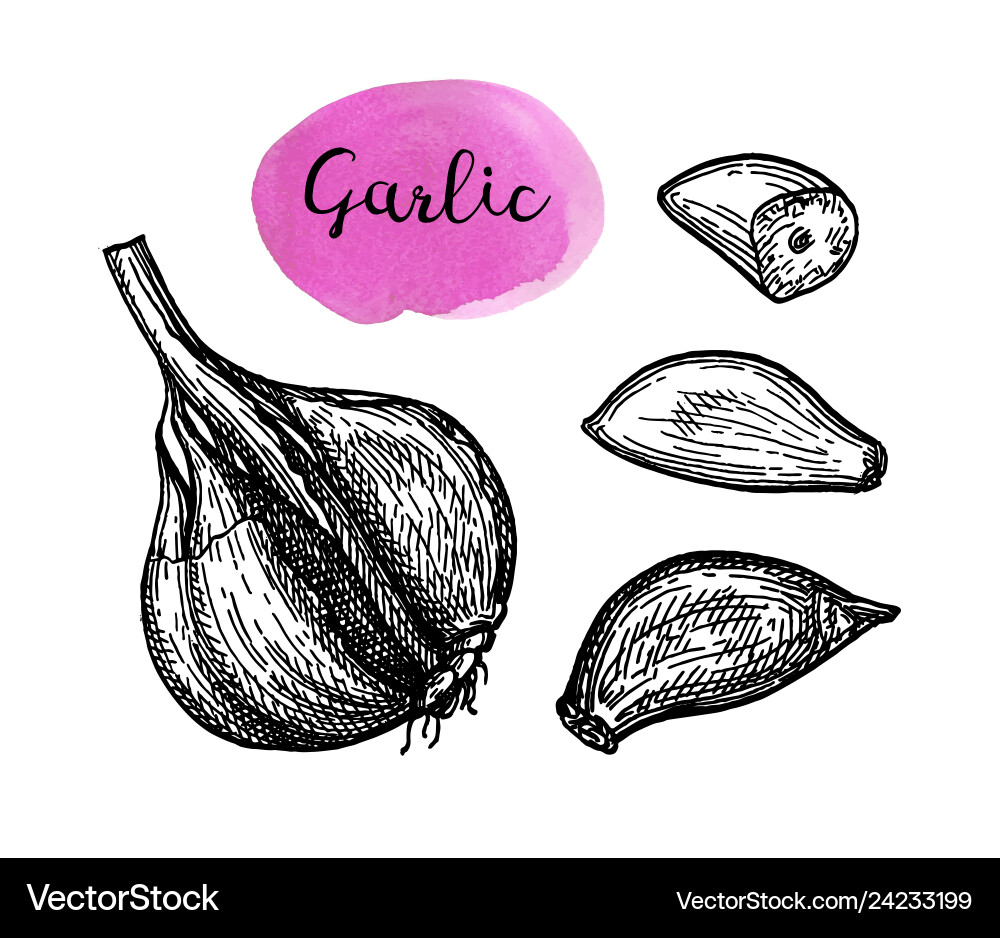 Ink sketch of garlic Royalty Free Vector Image