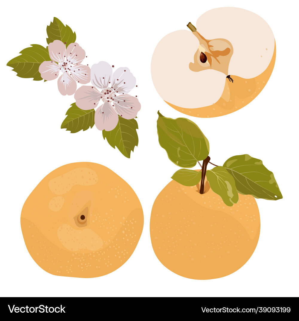 Korean Snow Pear - Close-Up Shot Royalty Free Vector Image
