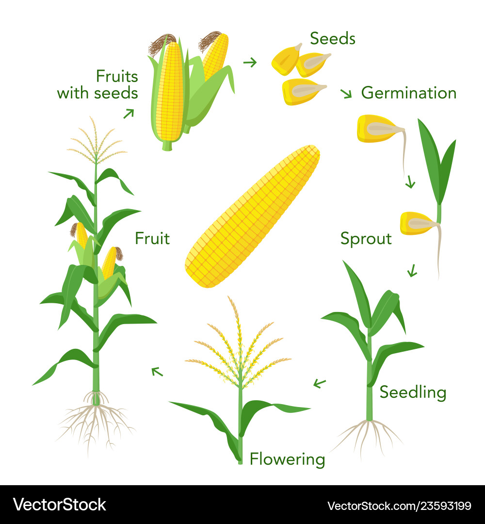 Maize plant growth infographic elements from seeds