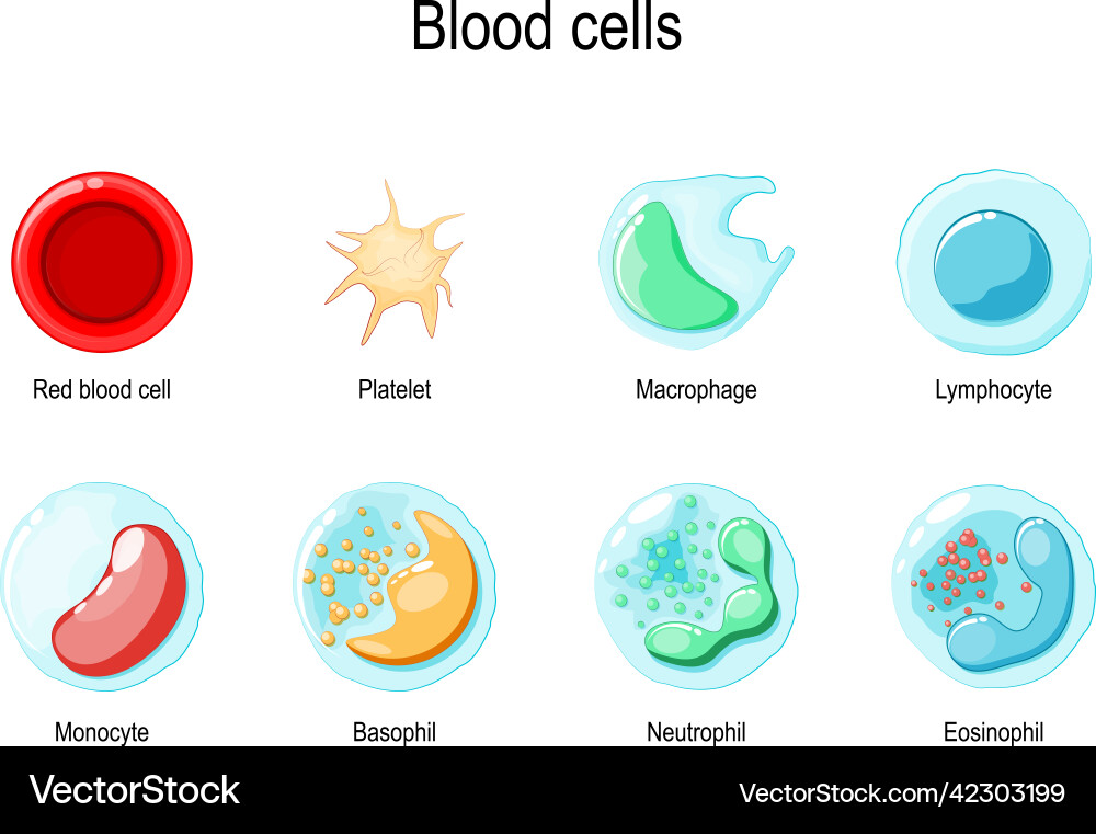 Red Blood Cell Platelet Diagram