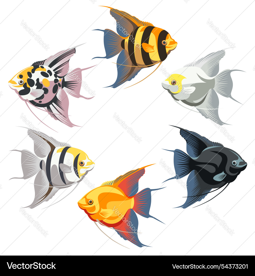 A set of colorful fish - angelfish Royalty Free Vector Image