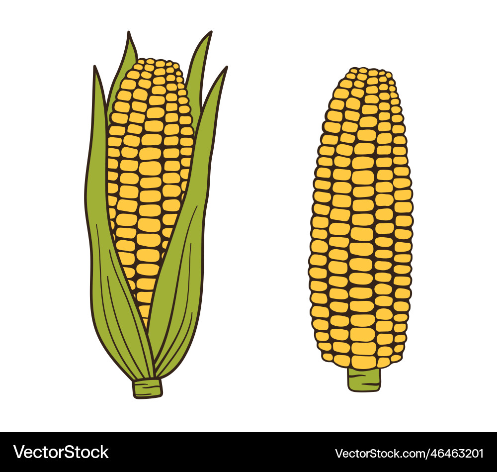 Corn simple for menu hand drawn Royalty Free Vector Image