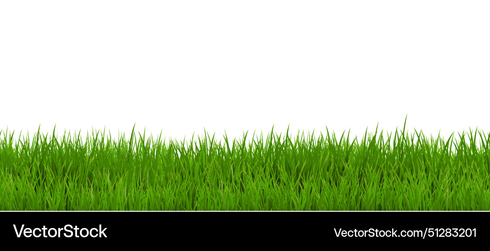 Green grass border and isolated white background Vector Image