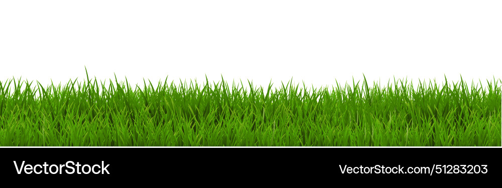 Green grass border with isolated white background Vector Image