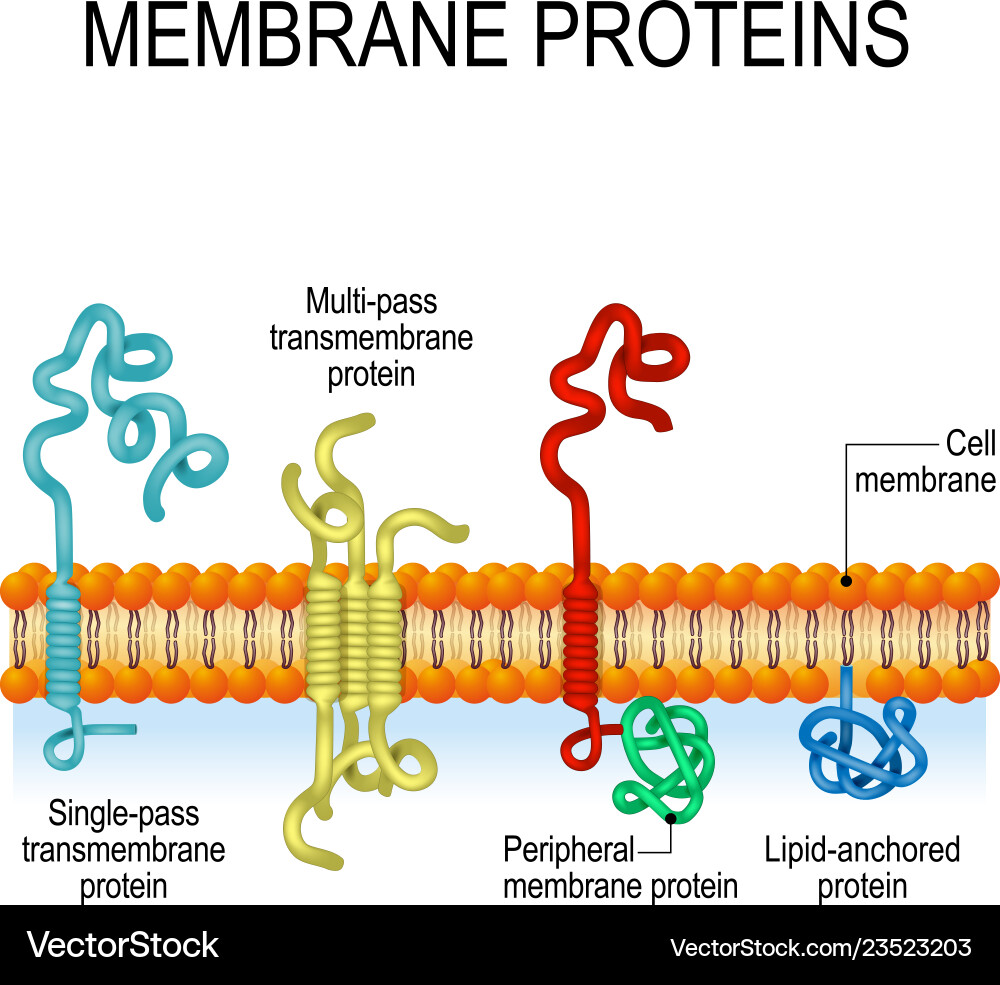 Membrane proteins Royalty Free Vector Image - VectorStock