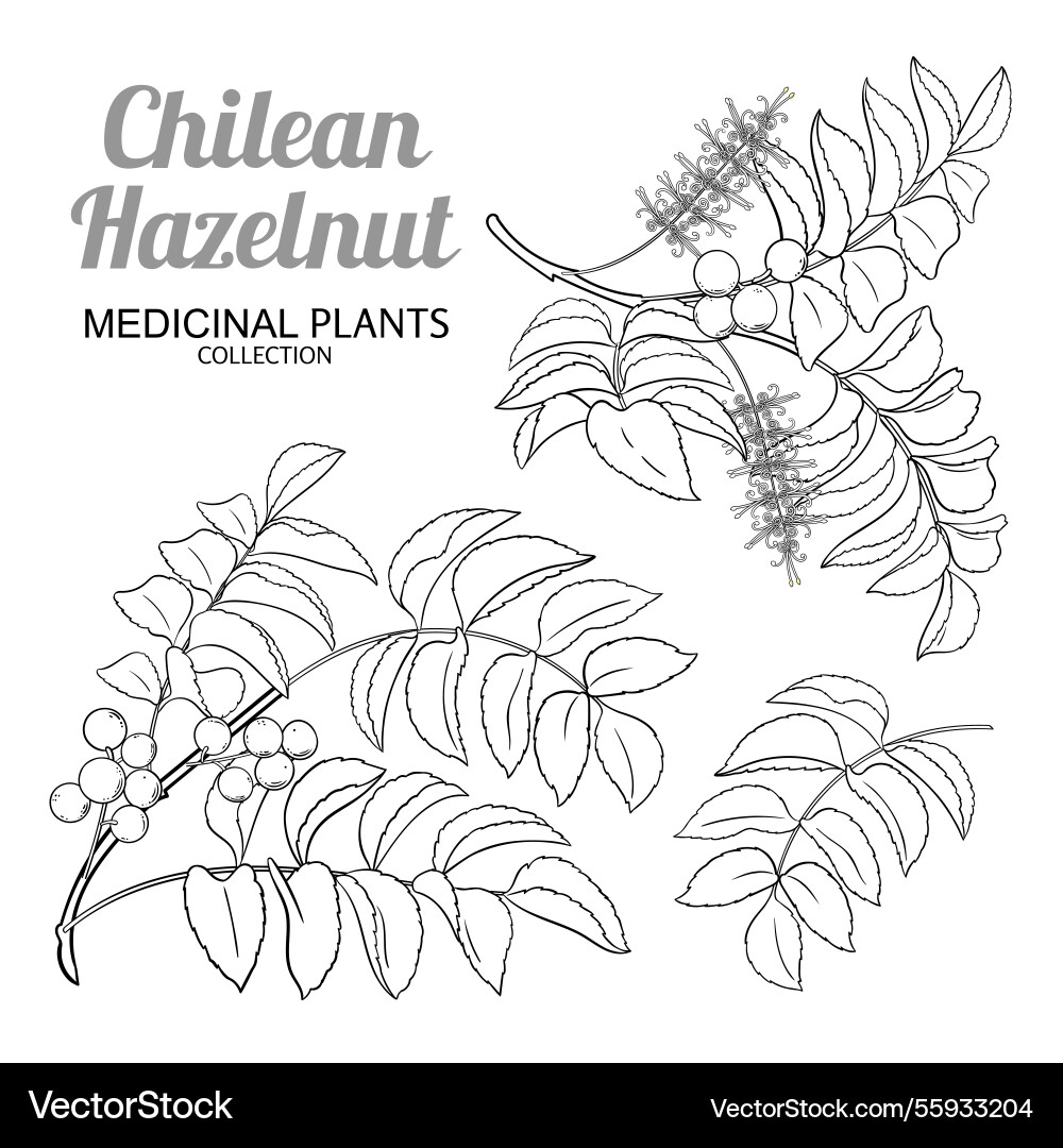 Chilean hazelnut branch outline Royalty Free Vector Image