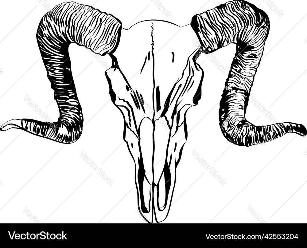Ram skull line art 01 Royalty Free Vector Image