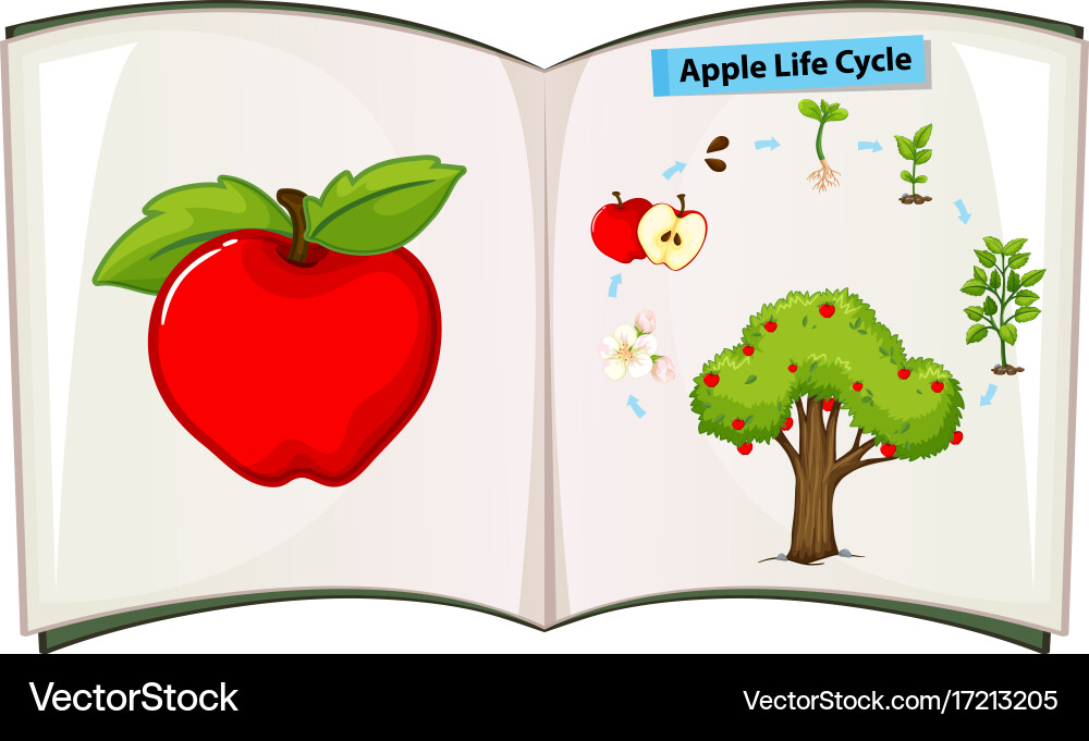 Apple Life Cycle Book Royalty Free Vector Image