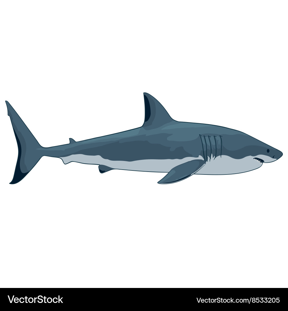 Great White Shark Vector A Great White Shark Jumping Out Of The