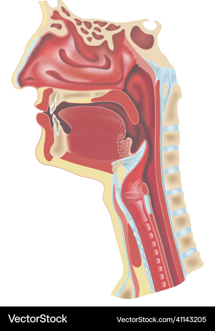 Oropharynx Diagram Unlabeled True Or False. The Inferior Portion Of
