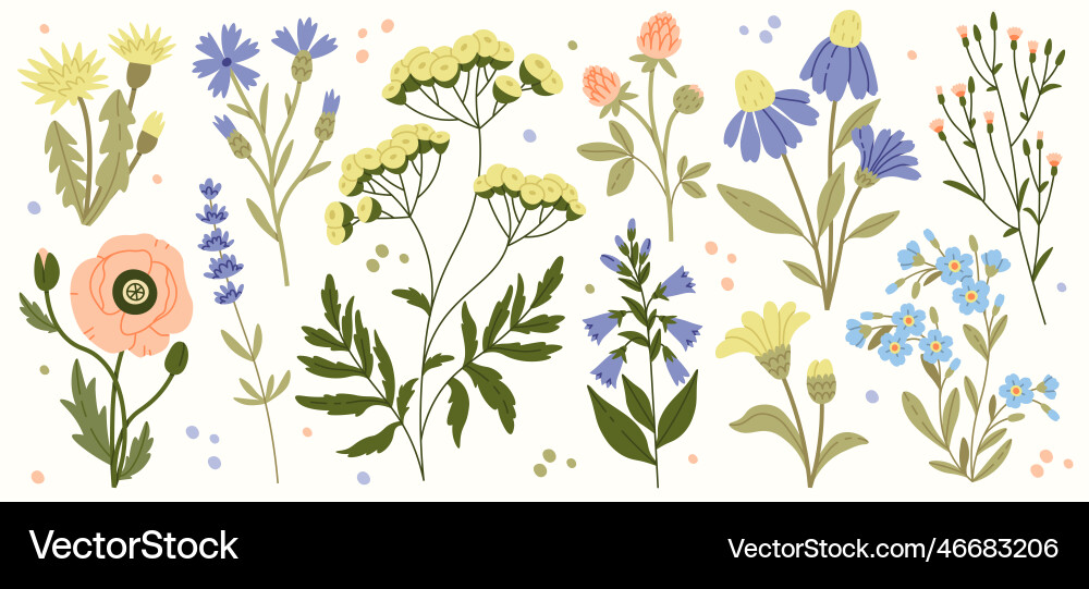 Spring Wildflowers & Leaves Royalty Free Vector Image