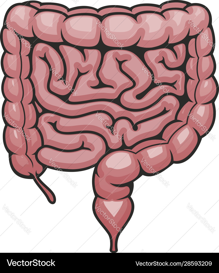 Digestive system icon human intestines Royalty Free Vector