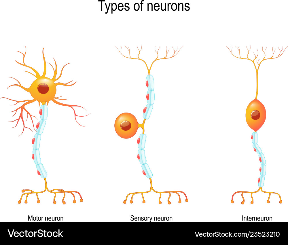 Sensory neuron motor and interneuron Royalty Free Vector Sensory neuron motor and interneuron Royalty Free Vector