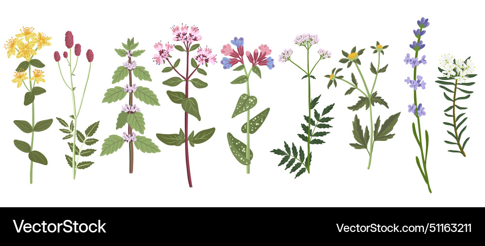 Drawing medicinal plants Royalty Free Vector Image