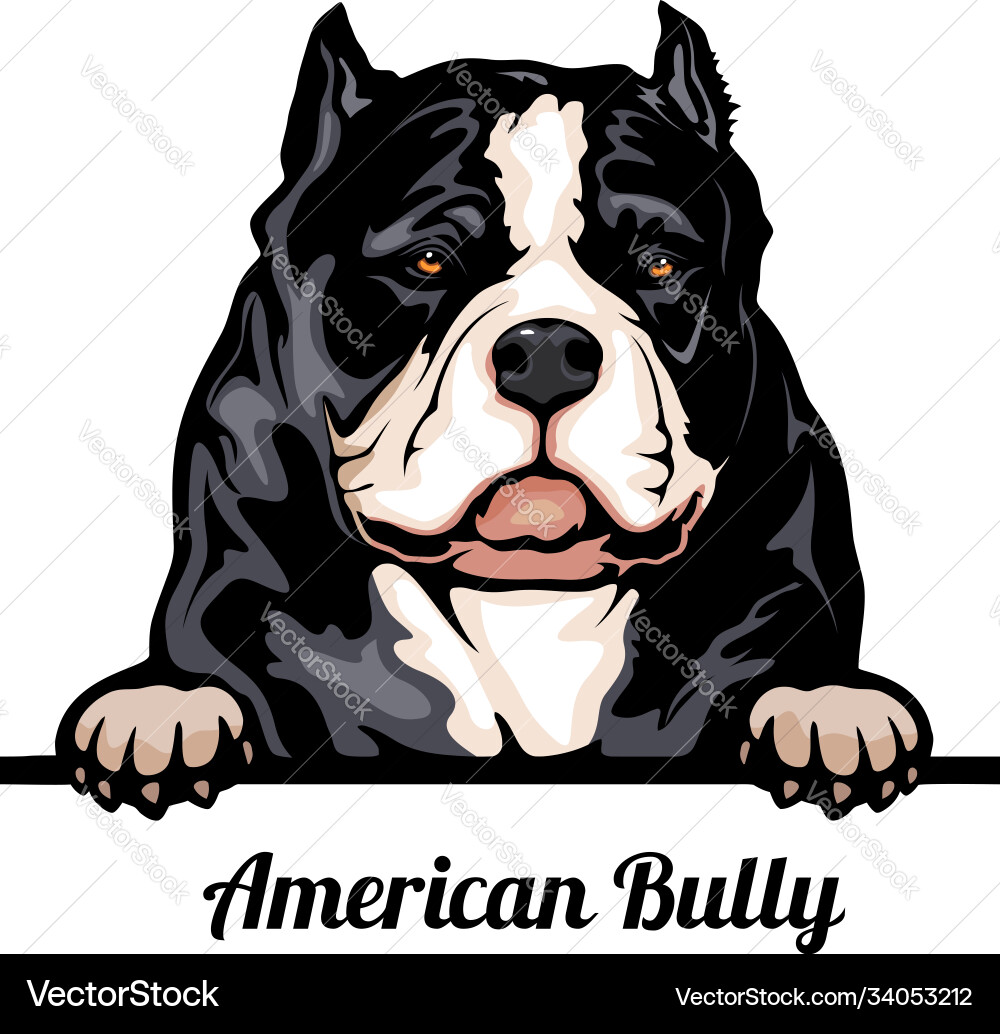 Head american bully - dog breed color image Vector Image