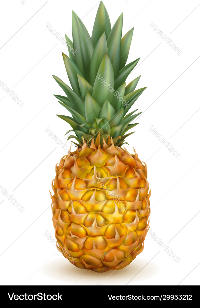 Realistic pineapple isolated Royalty Free Vector Image